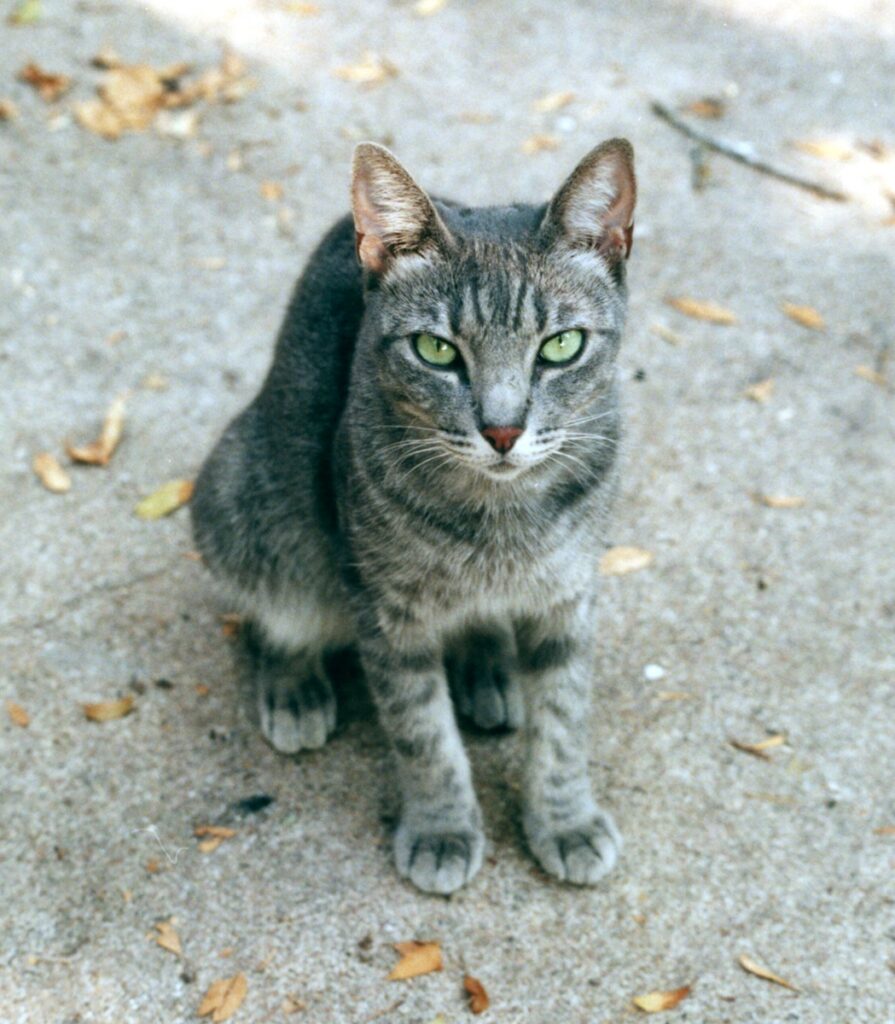 What to Watch: 6 Purr-fect Sundance Premieres to View on International ...