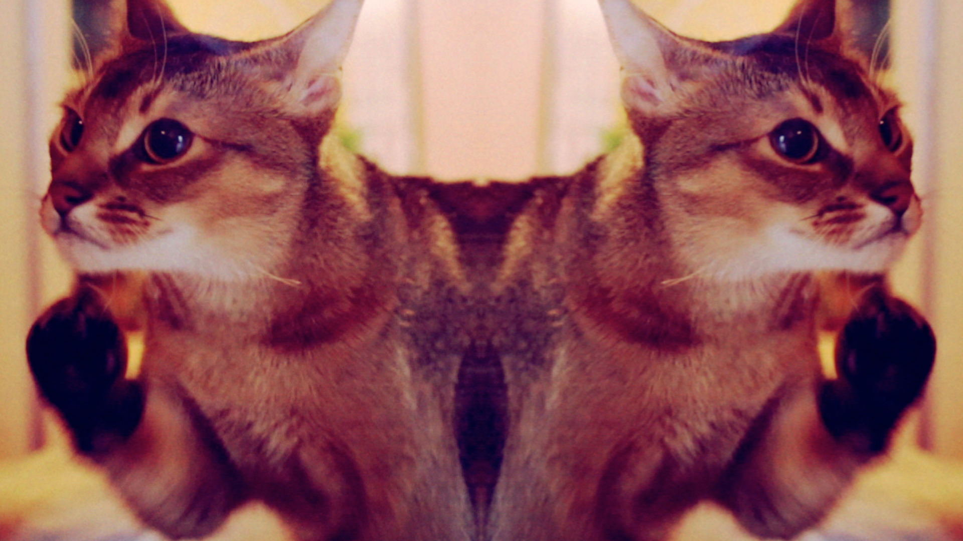 What to Watch: 6 Purr-fect Sundance Premieres to View on International ...